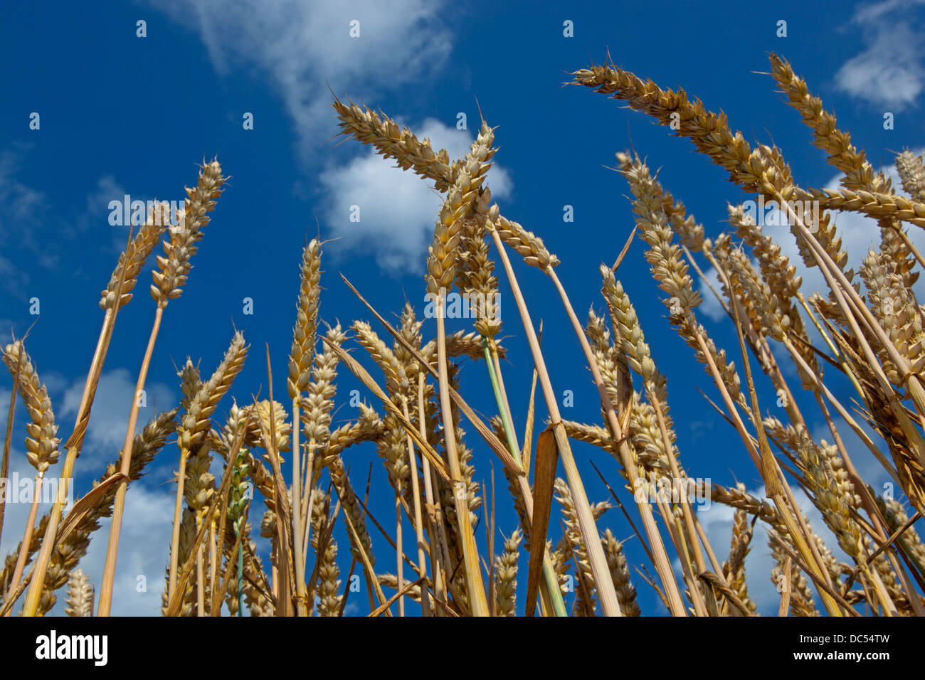 Bread wheat cereal crops hi-res stock photography and images - Alamy