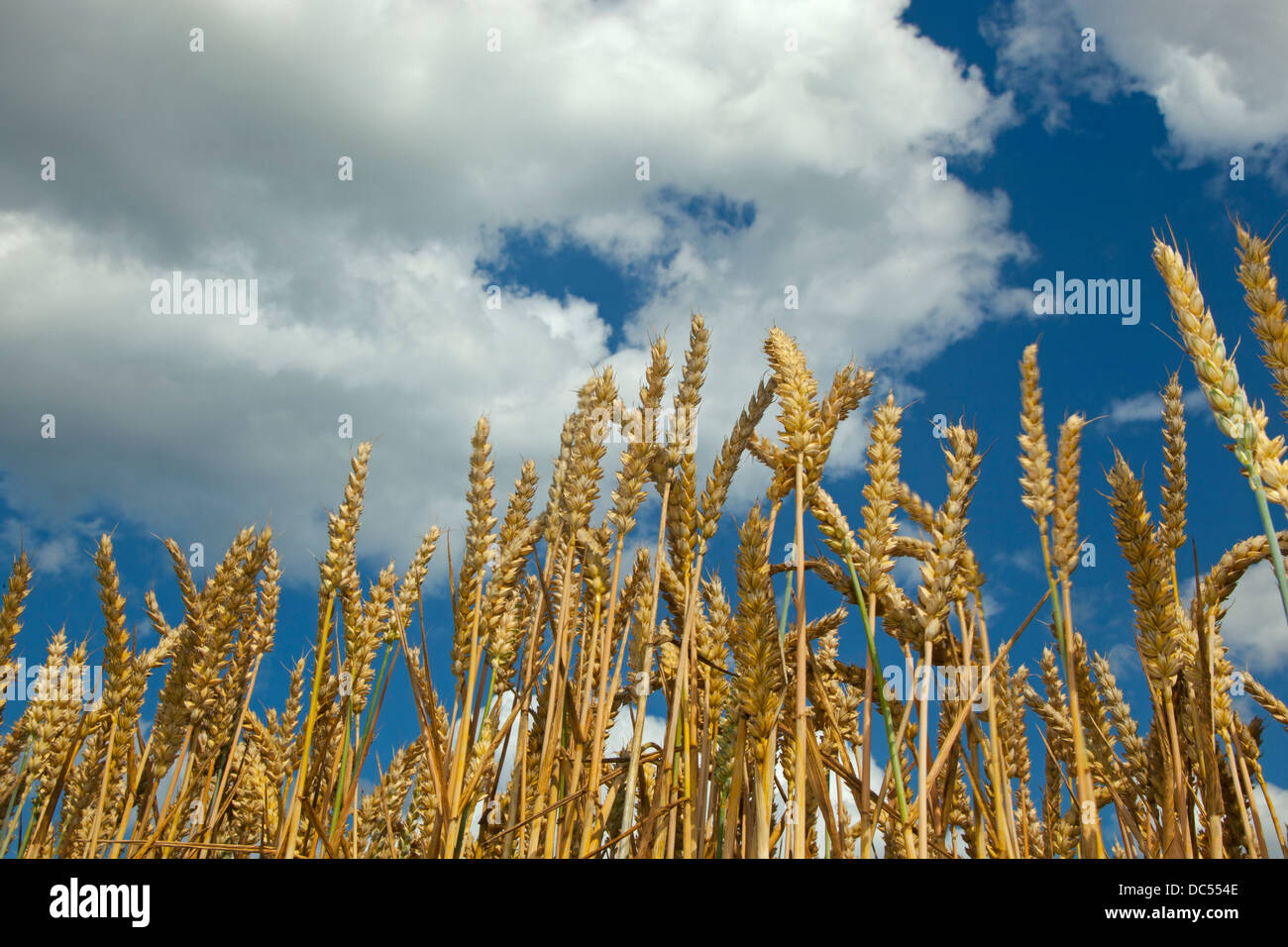 Wheat crop at Harvest time Norfolk August Stock Photo - Alamy
