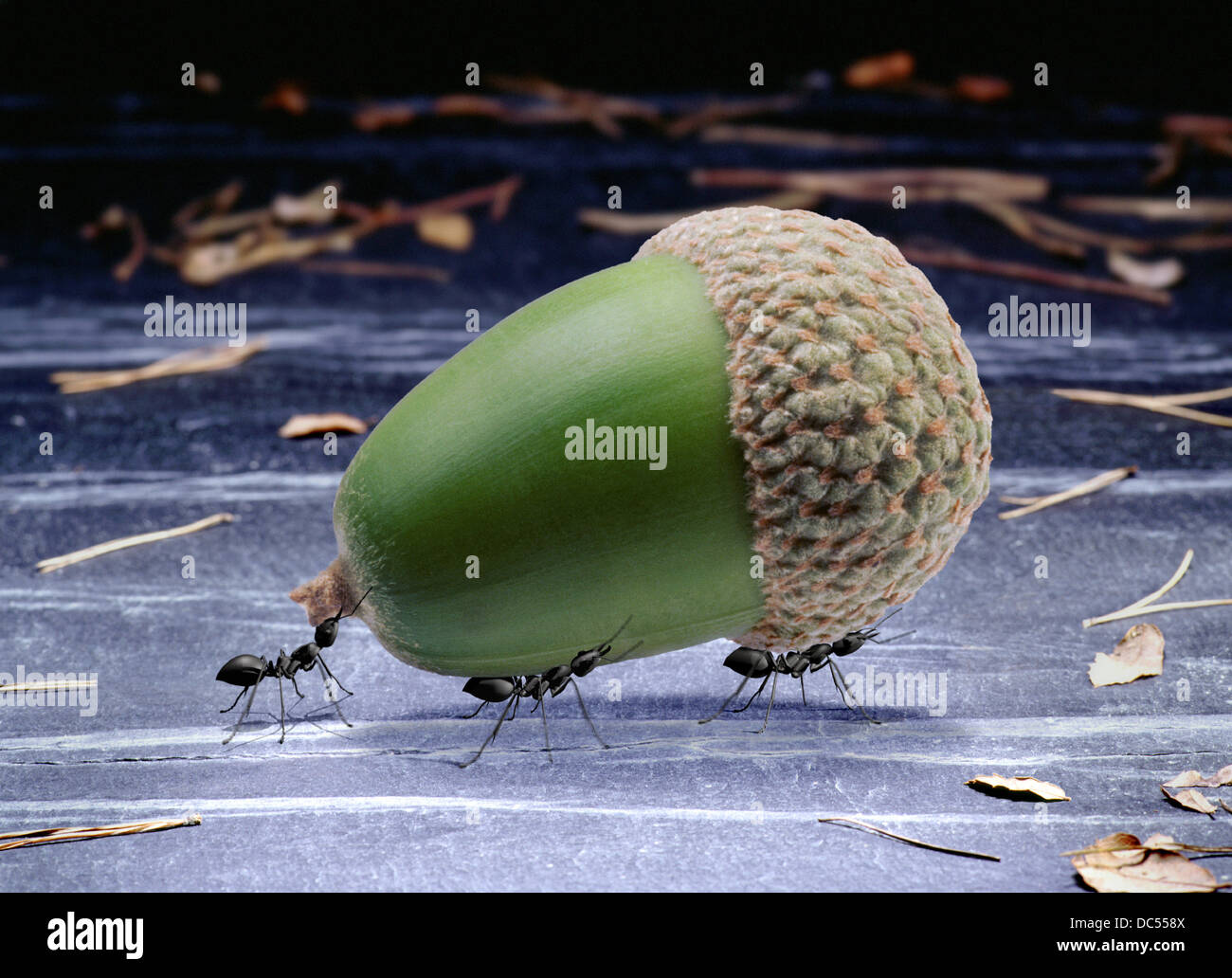 Ant carrying heavy large load hi-res stock photography and images - Alamy Ant carrying heavy large load hi-res stock photography and images - Alamy