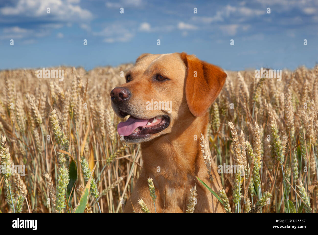 Yellow Labrador and Wheat crop at Harvest time Norfolk August Stock ...