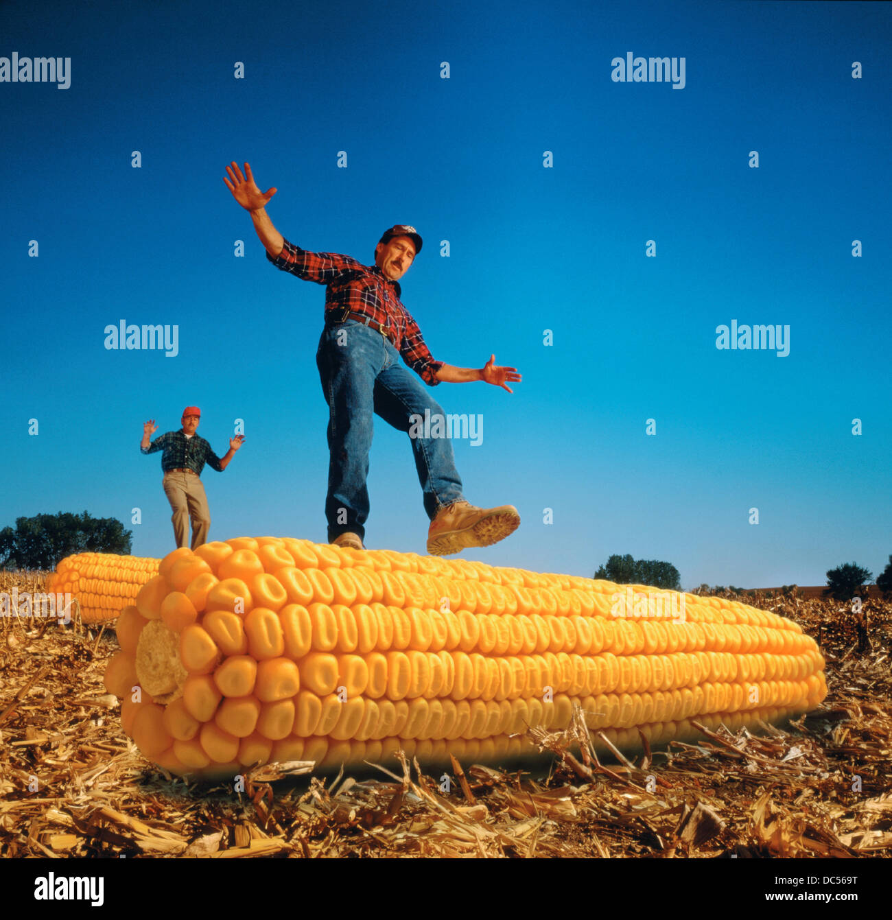 Spectacular ears of corn Stock Photo - Alamy