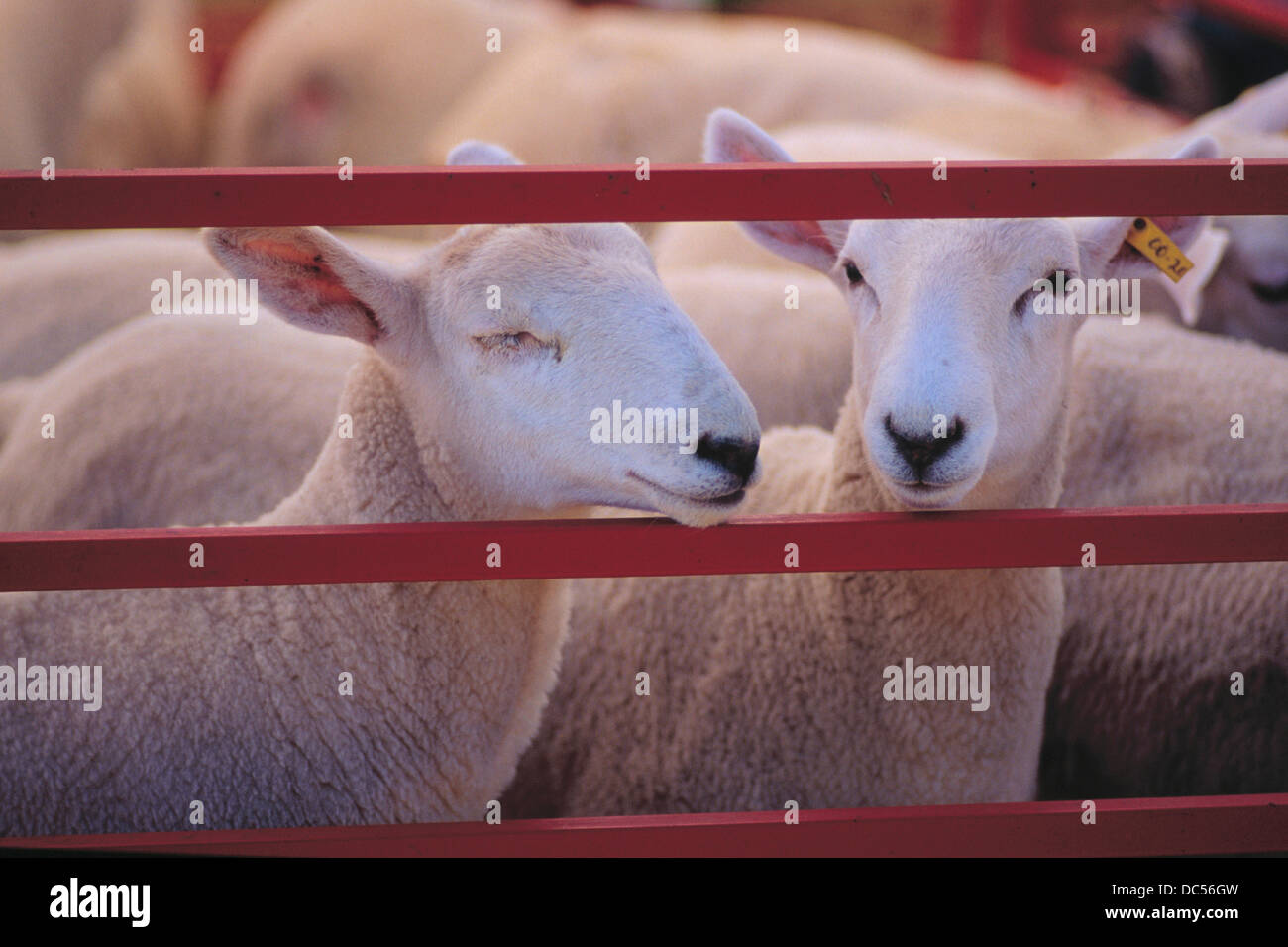 White sheep in pen Stock Photo - Alamy