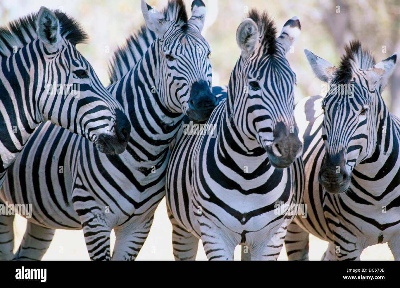 Zebra mate hi-res stock photography and images - Alamy