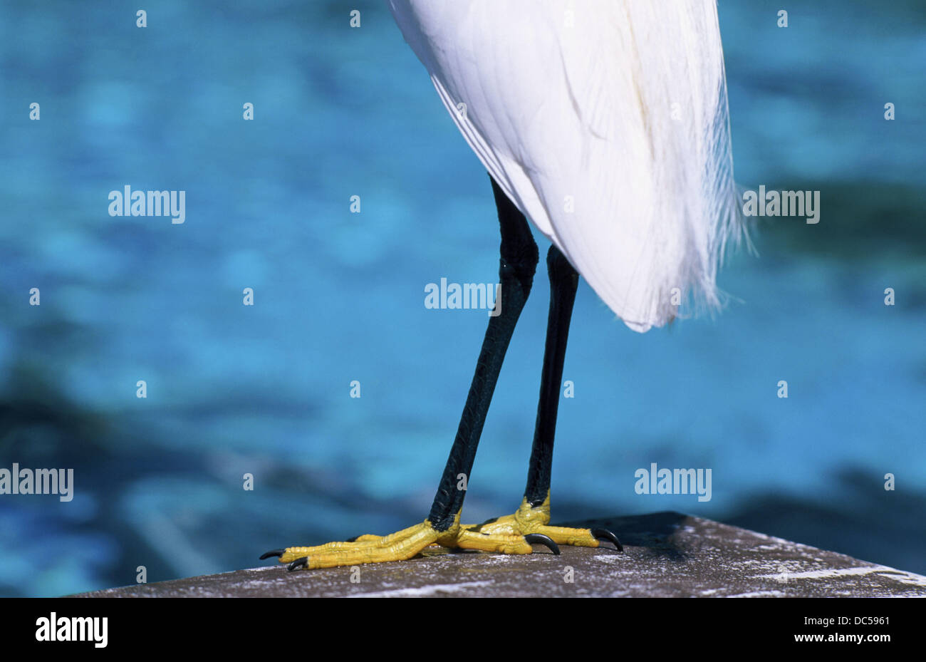 Skinny bird legs hi-res stock photography and images - Alamy
