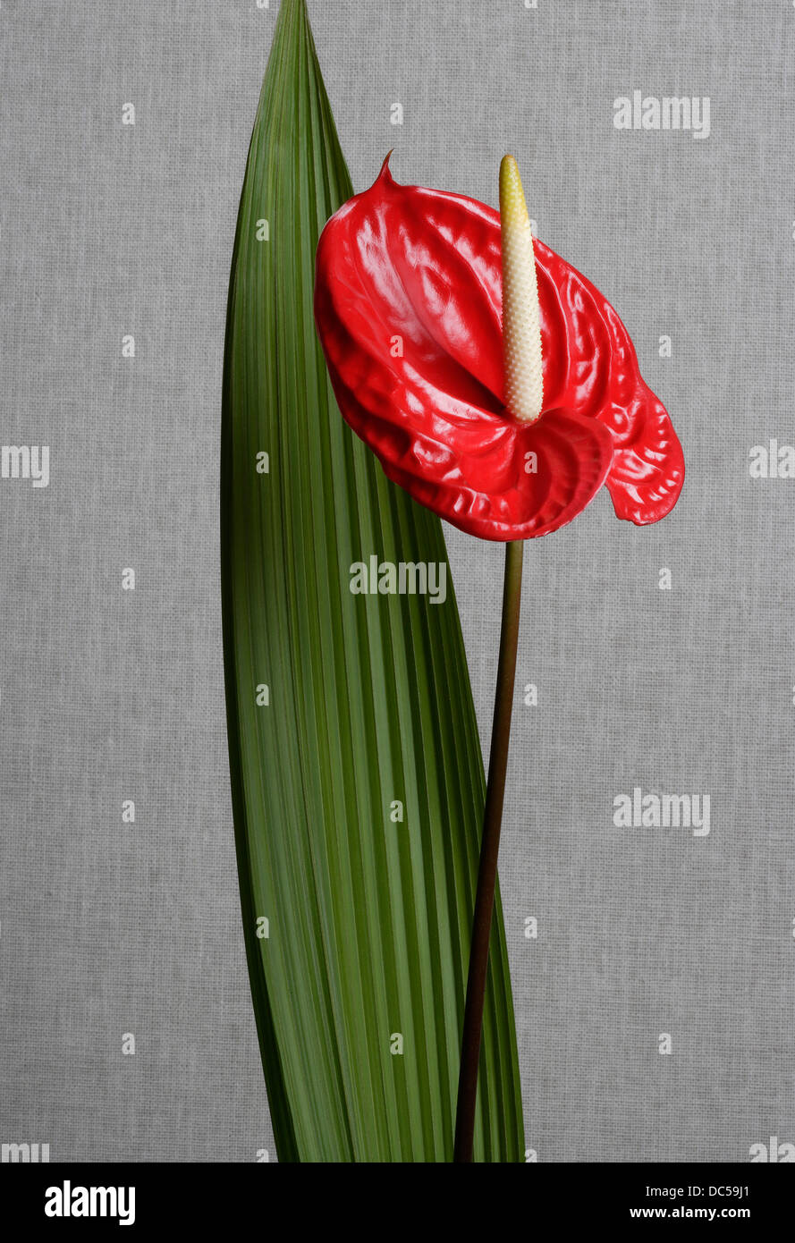 Anthurium andraeanum hi-res stock photography and images - Alamy