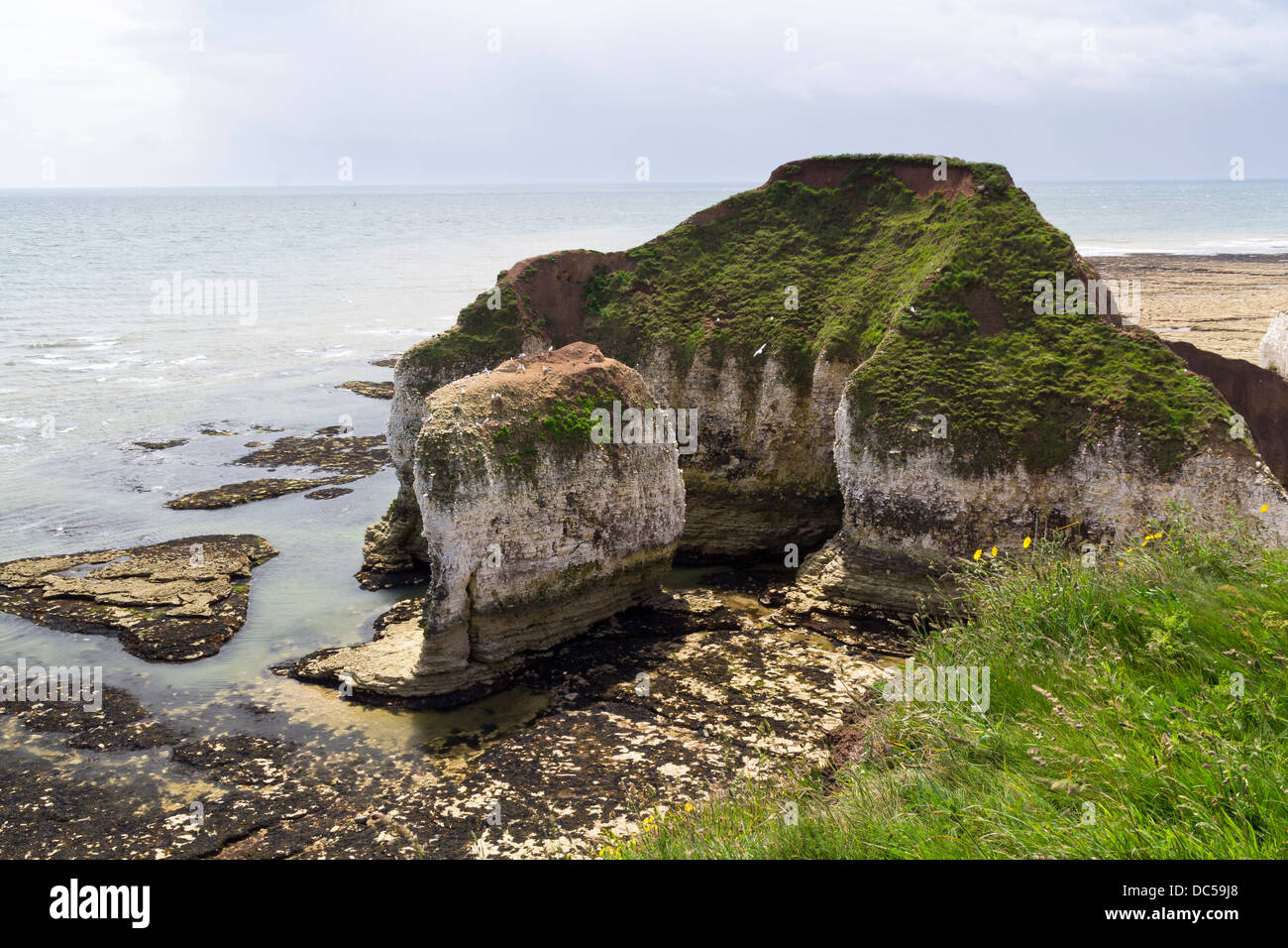 Chalk Cliffs at Flamborough Head, Yorkshire England UK Stock Photo - Alamy