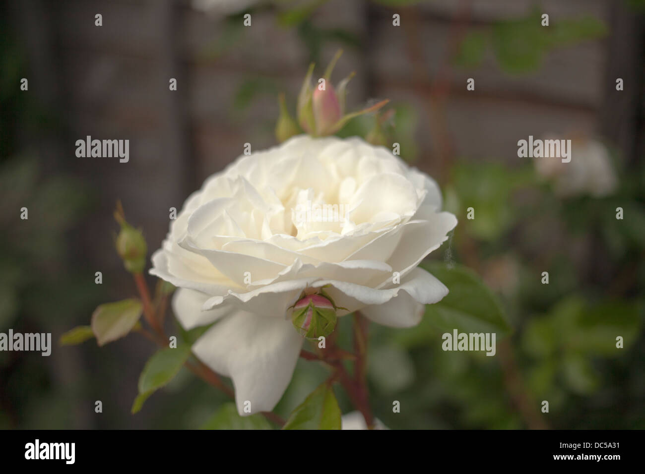 A single white rose bloom in suburban garden in London England Stock ...