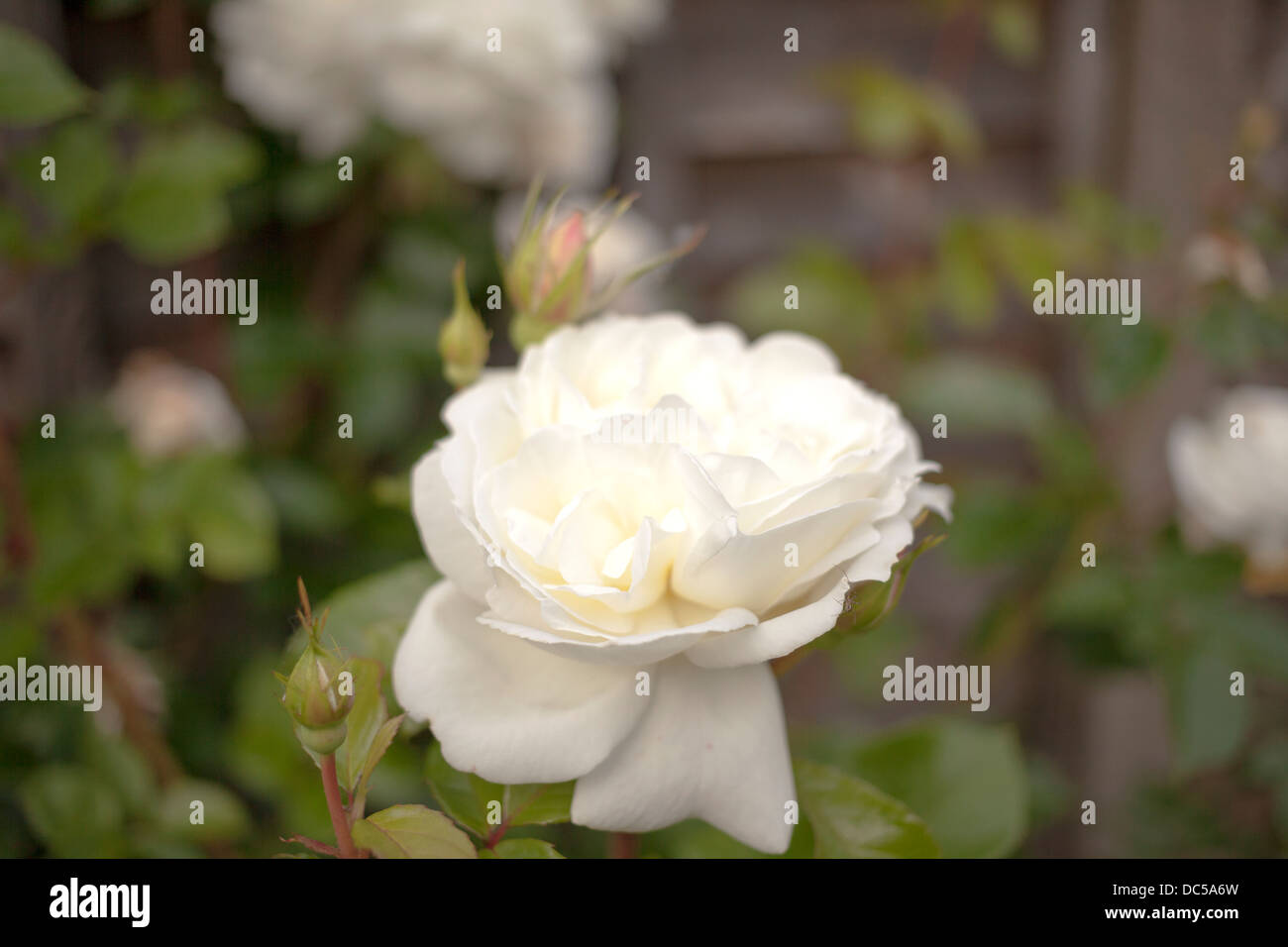 White rose bloom hi-res stock photography and images - Alamy