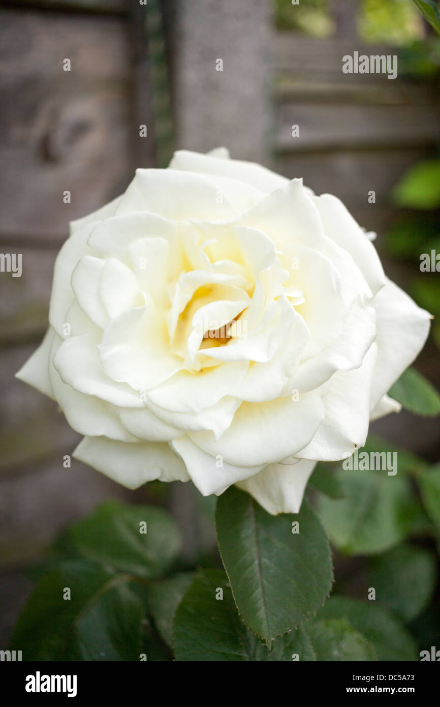 A single white rose bloom in suburban garden in London England Stock ...