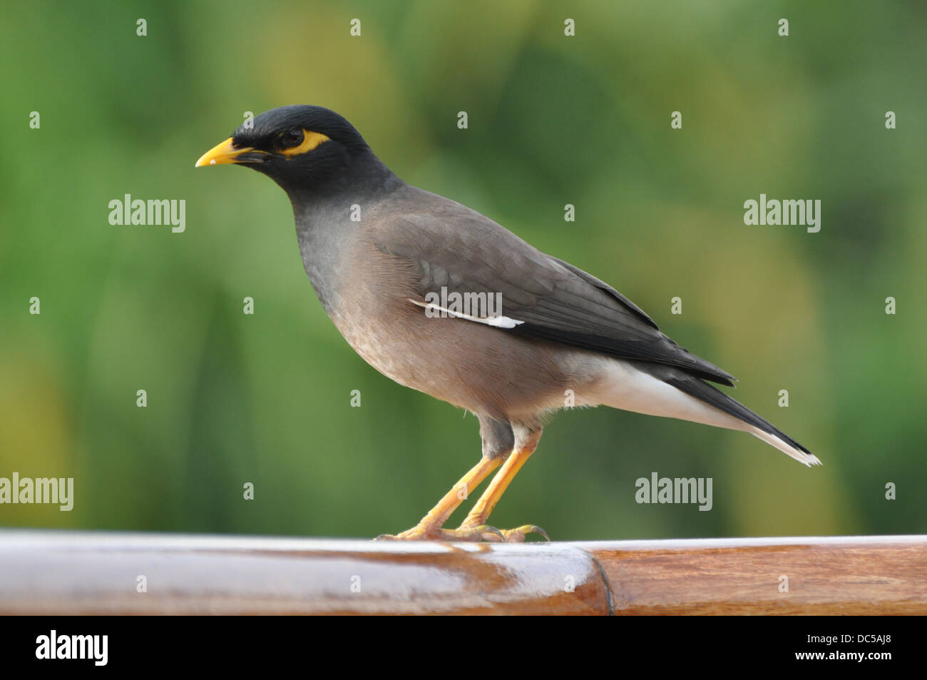 Common myna hi-res stock photography and images - Alamy