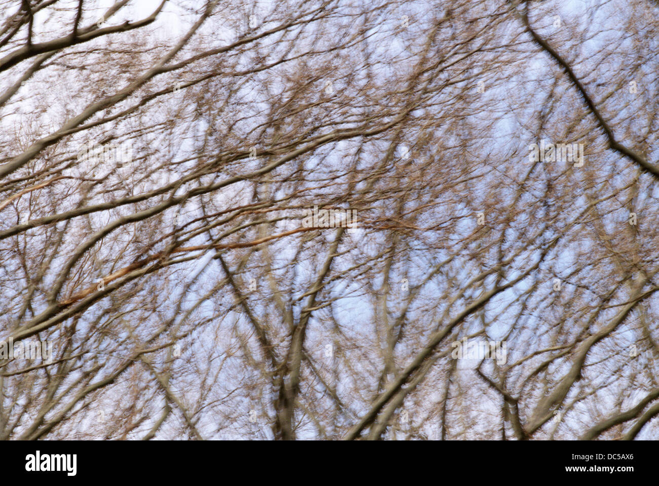 Swaying of the branches hi-res stock photography and images - Alamy