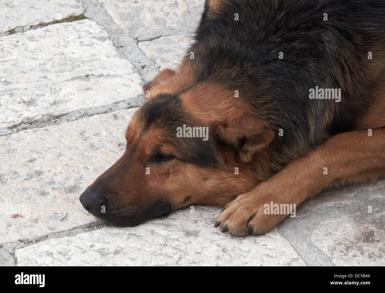Stray Dog And Italy High Resolution Stock Photography and Images - Alamy
