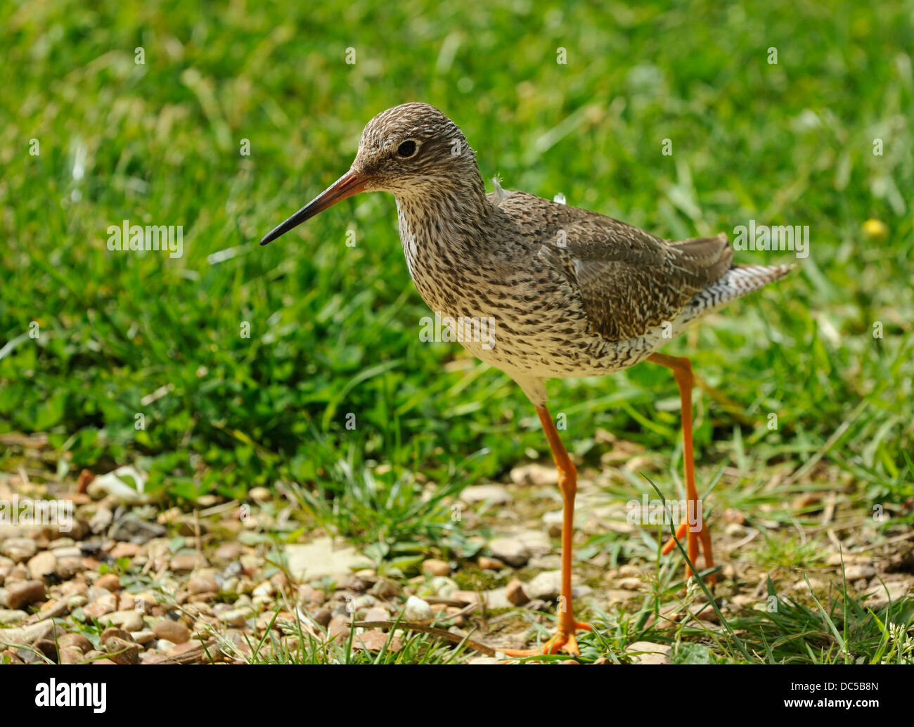 Redshank on beach hi-res stock photography and images - Alamy