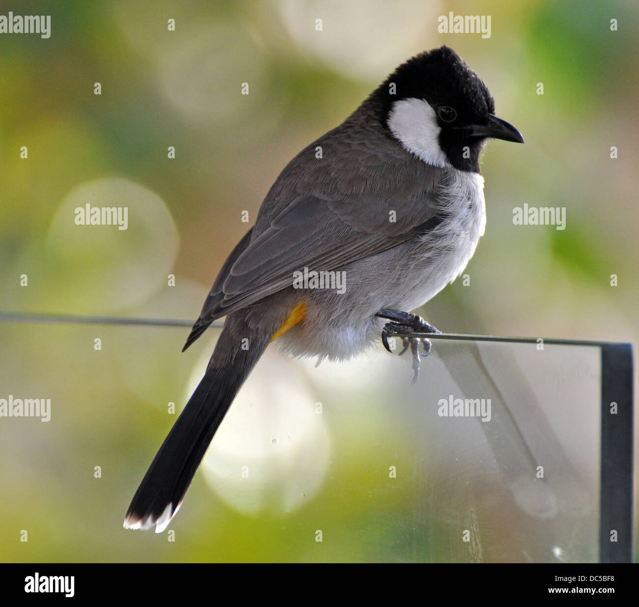 Himalayan Bulbul portrait Stock Photo - Alamy