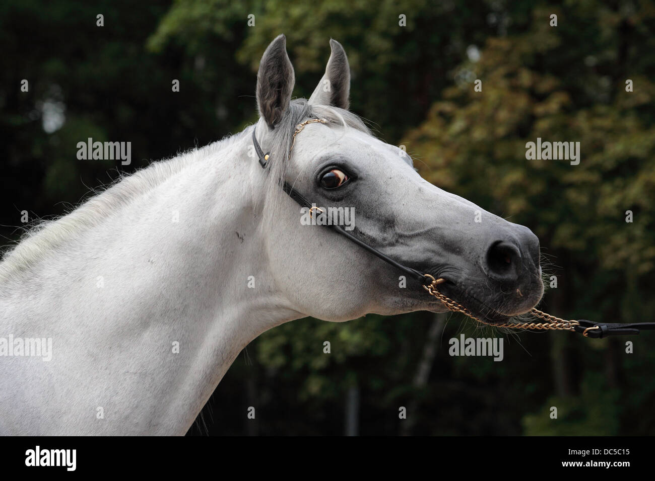 Pure White Arabian Stallion
