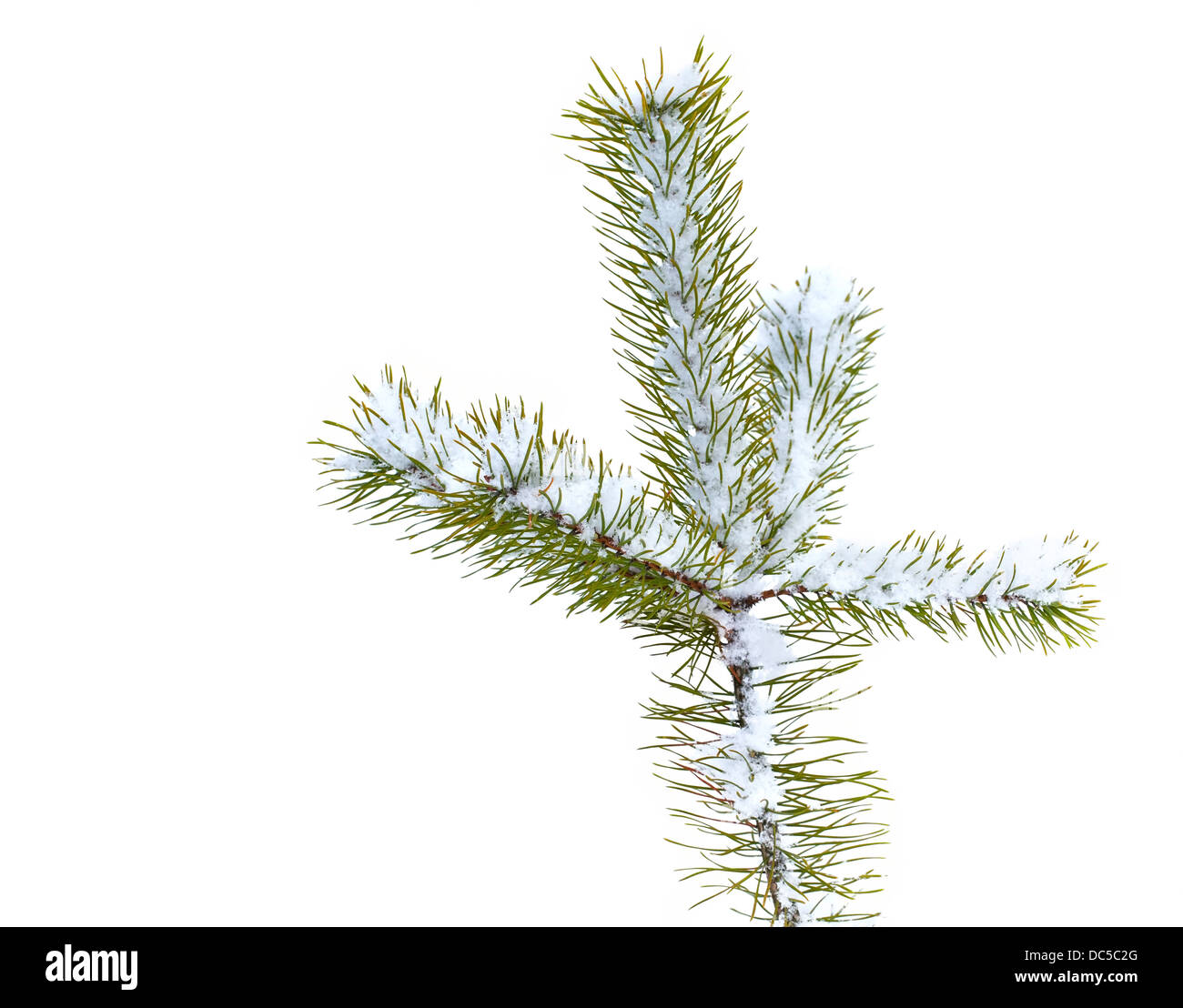 Fir branch coniferous forest on hi-res stock photography and images - Alamy