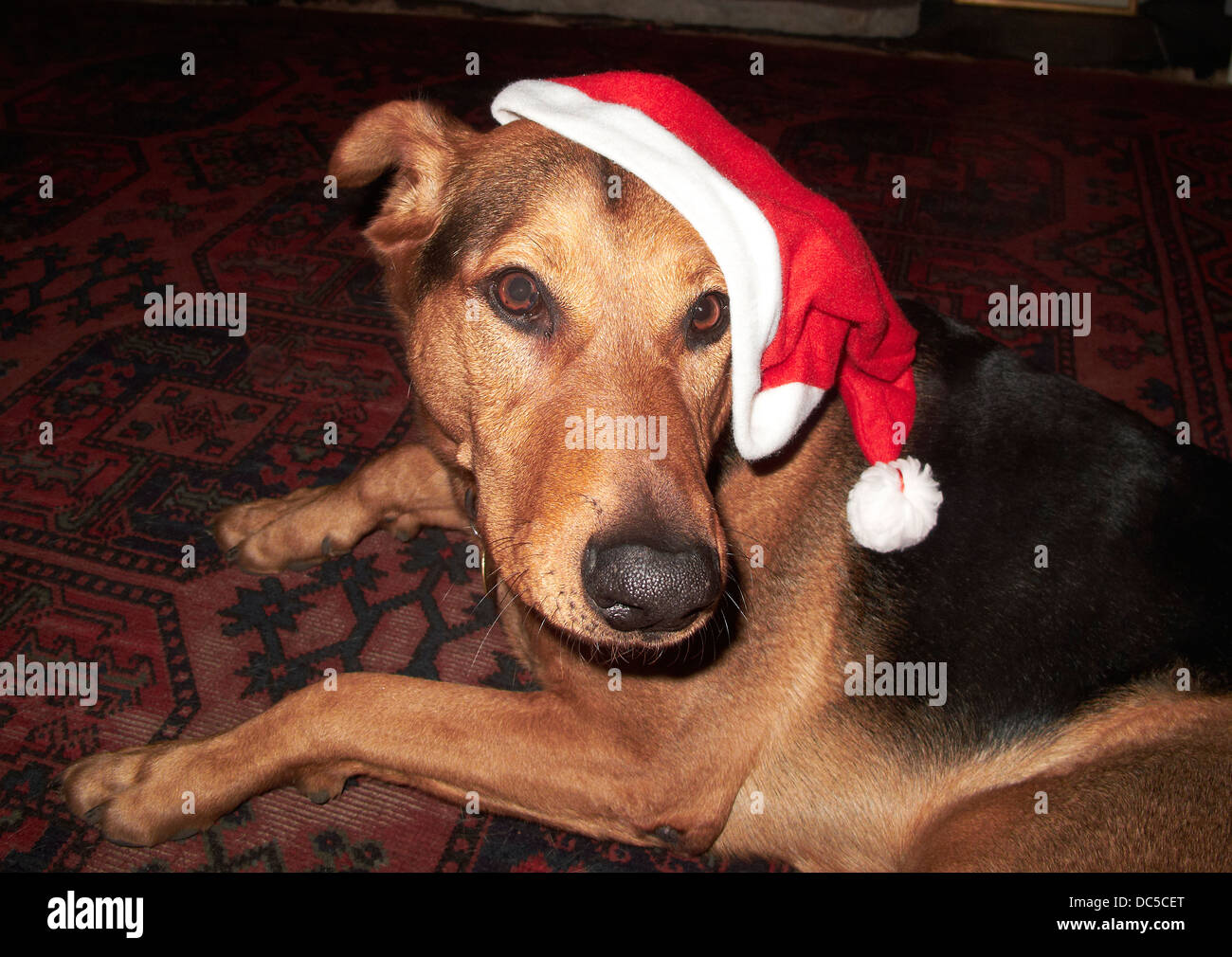 Dog wearing Santa hat Stock Photo - Alamy