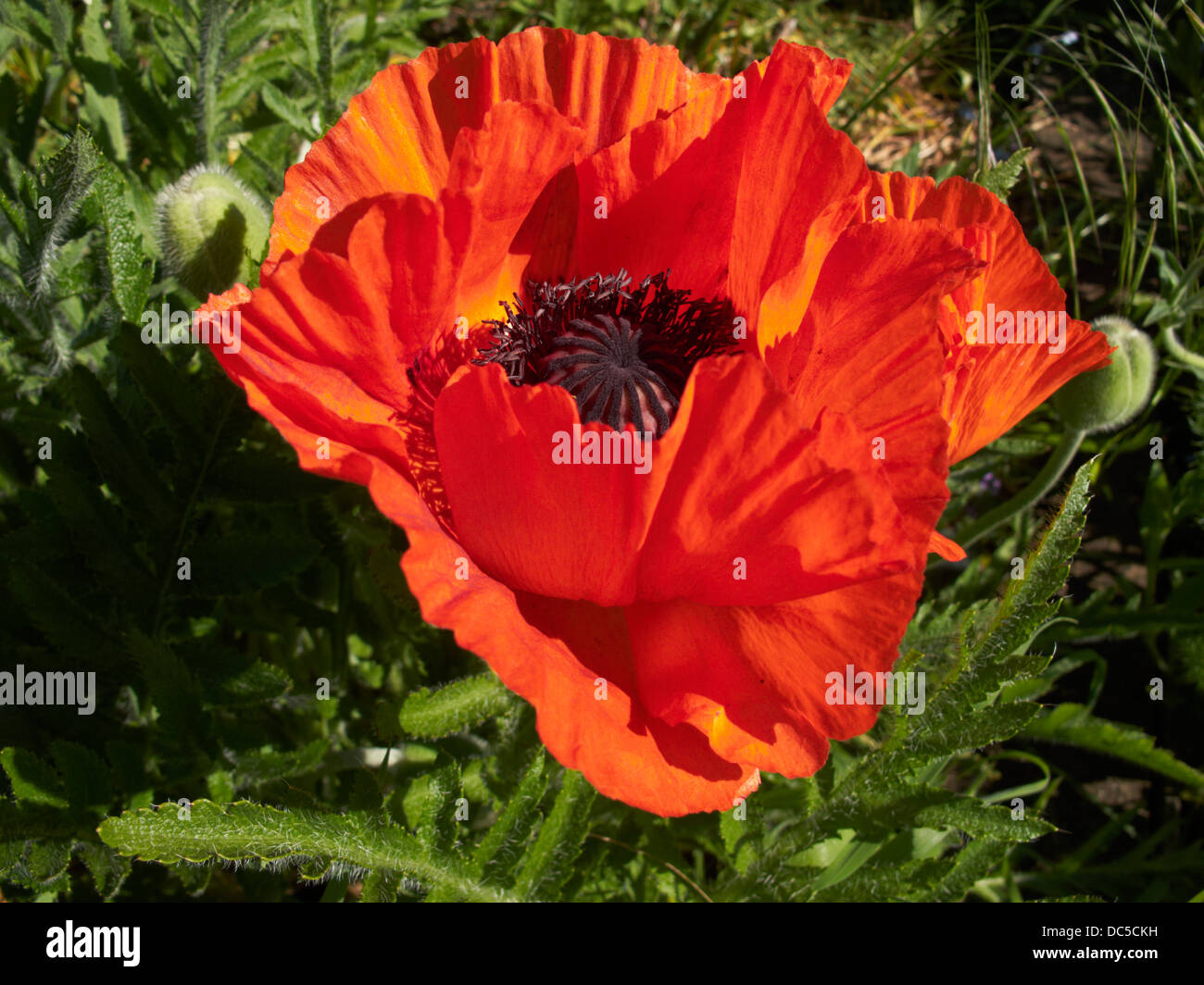 Prince of Orange poppy Stock Photo - Alamy