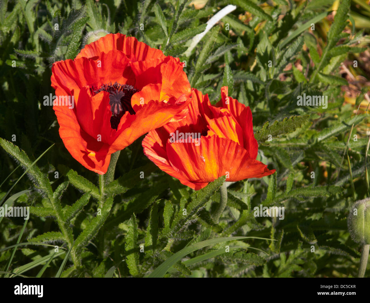 Prince of Orange Poppy flower Stock Photo - Alamy