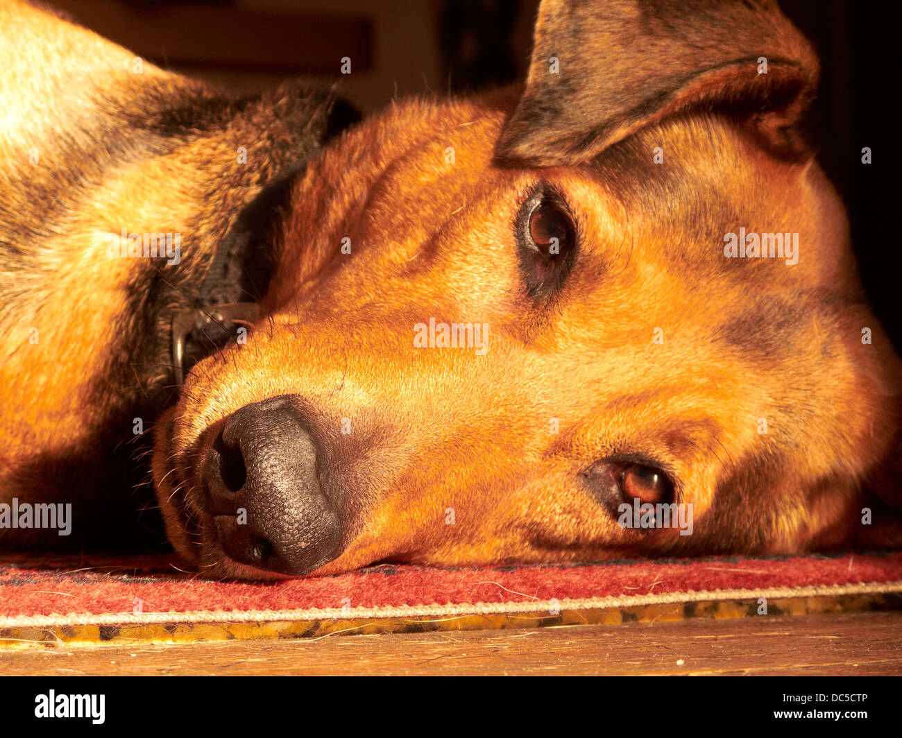 resting dog portrait Stock Photo - Alamy