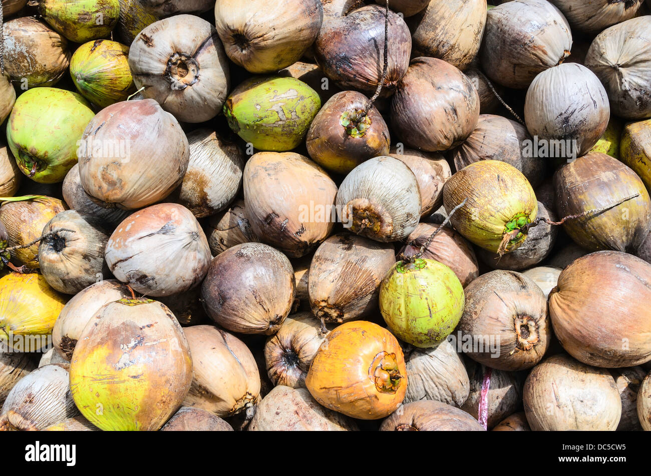 many coconut in the garden Stock Photo - Alamy