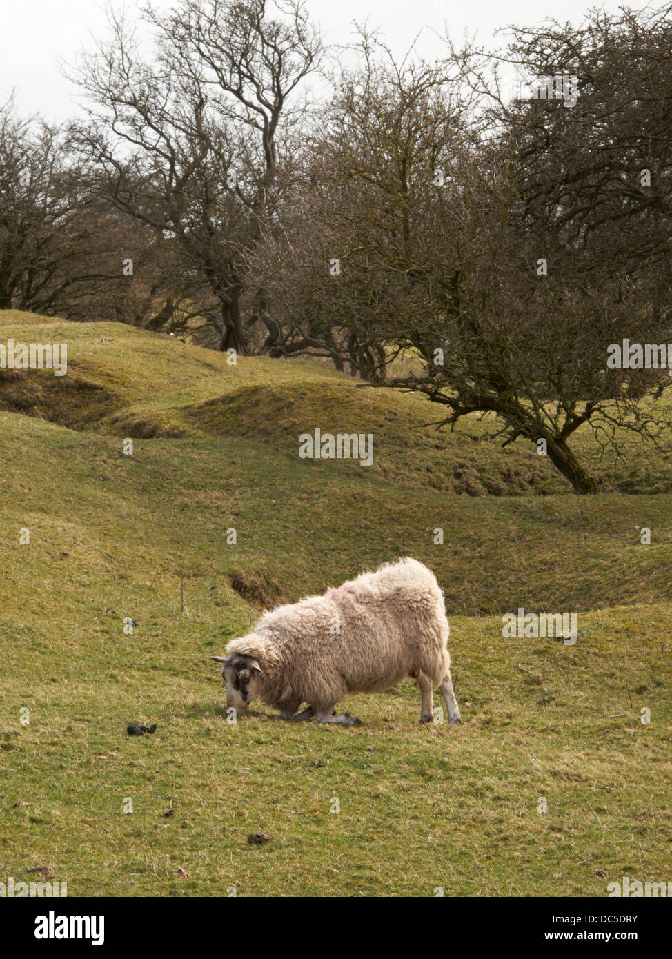Sheep grazing kneeling hi-res stock photography and images - Alamy