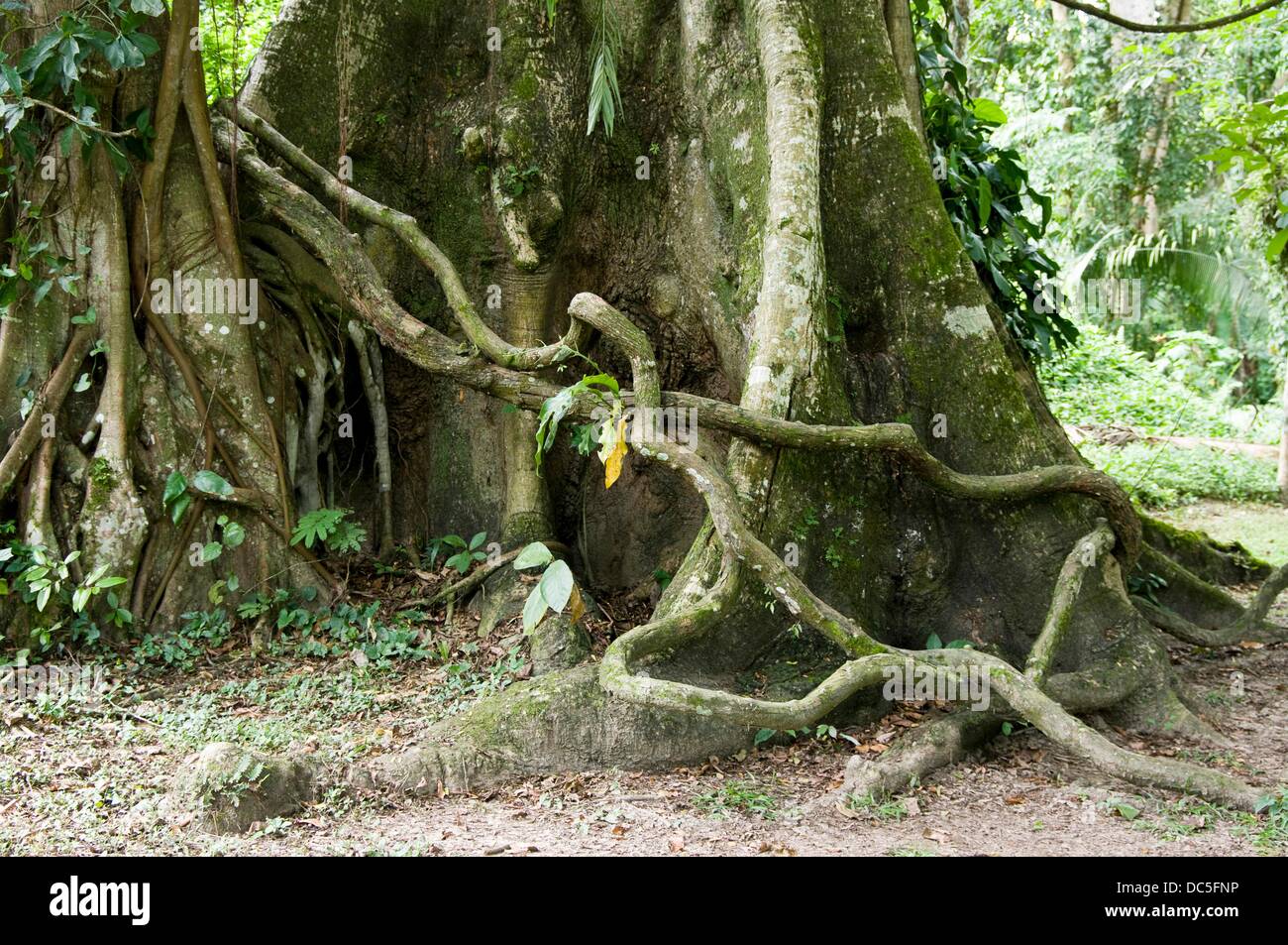 Guatemala. Rainforest. Ceiba tree. Ceiba Pentandra Stock Photo - Alamy