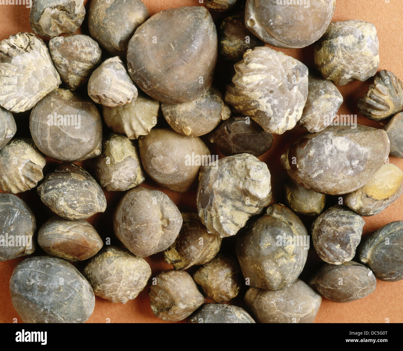 Brachiopoda hi-res stock photography and images - Alamy