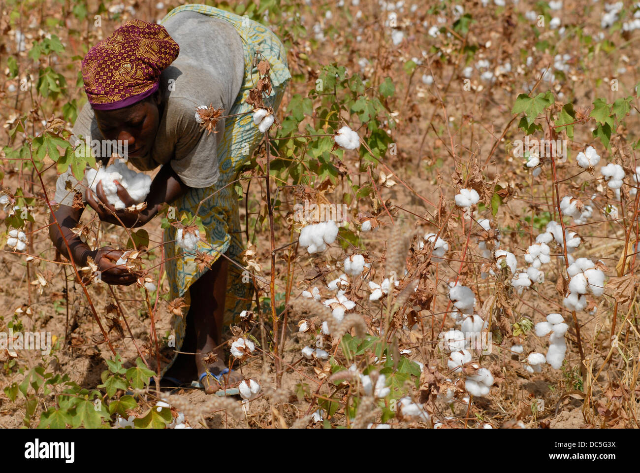 African cotton farm hi-res stock photography and images - Alamy