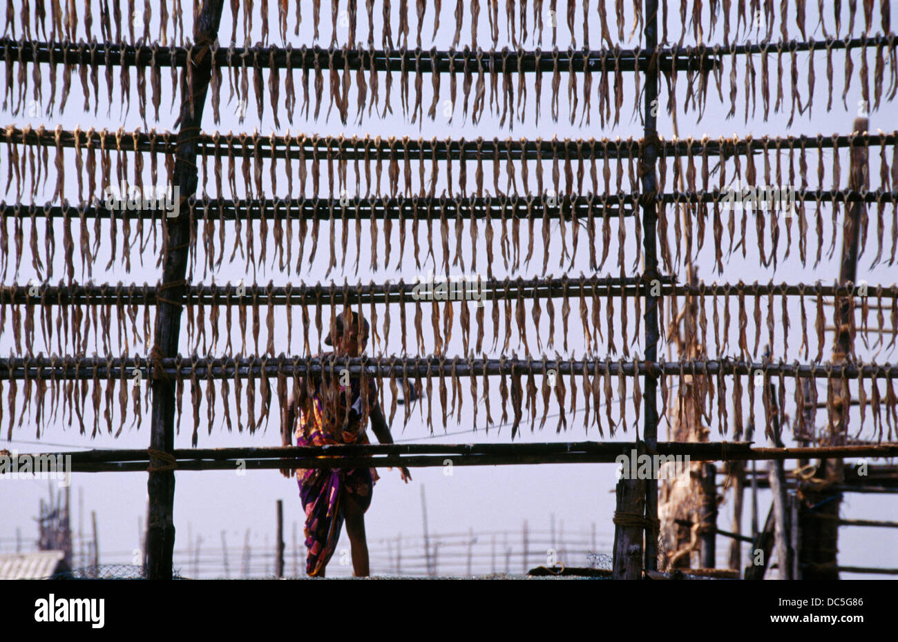 Fish being dried , India Stock Photo - Alamy