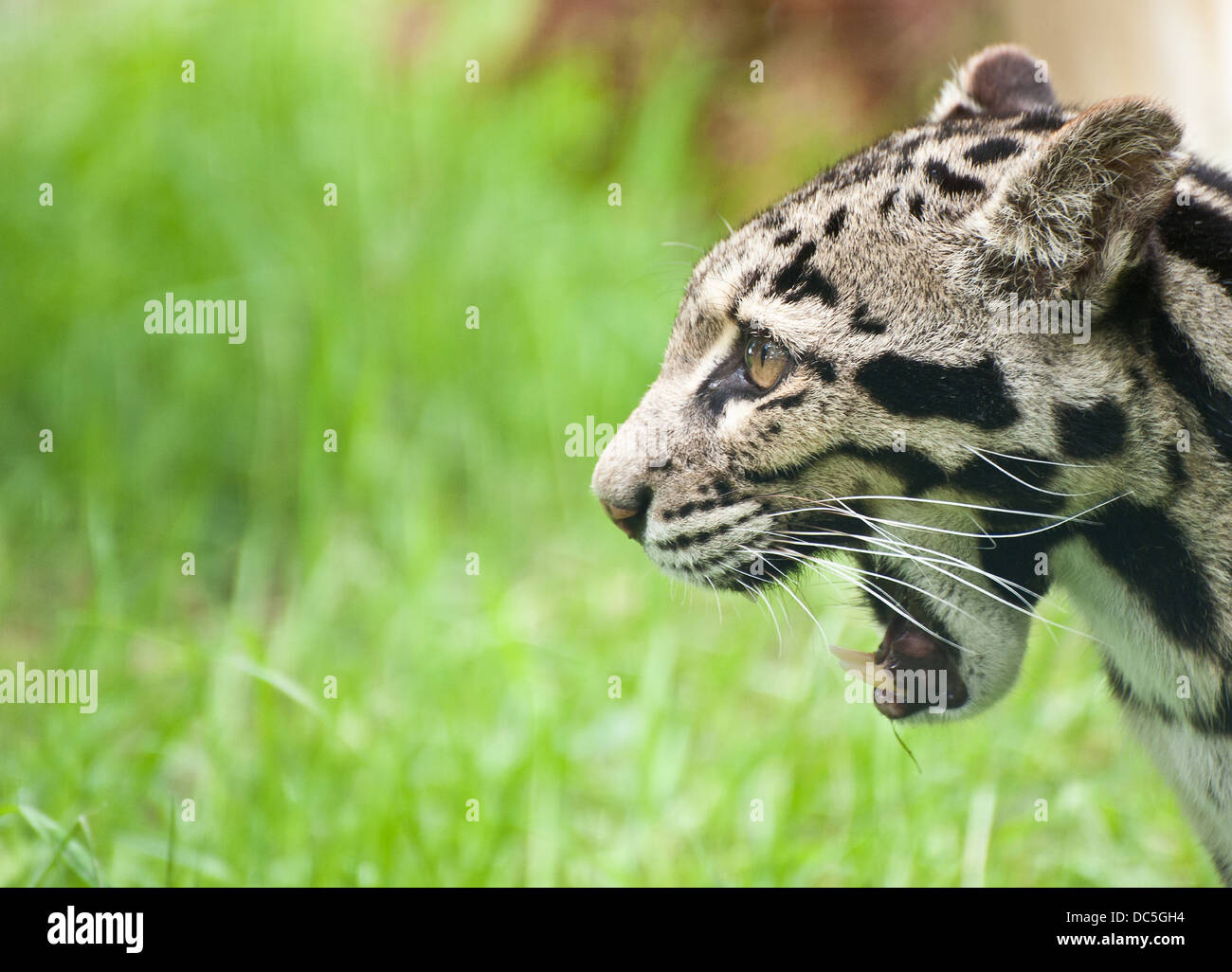 Clouded leopard cat hi-res stock photography and images - Alamy