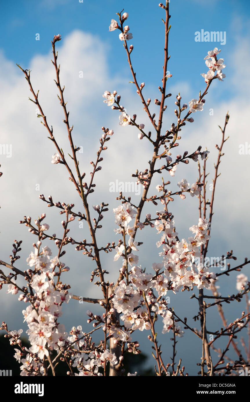Almond twigs beginning to blossom with cloud and blue sky behind ...