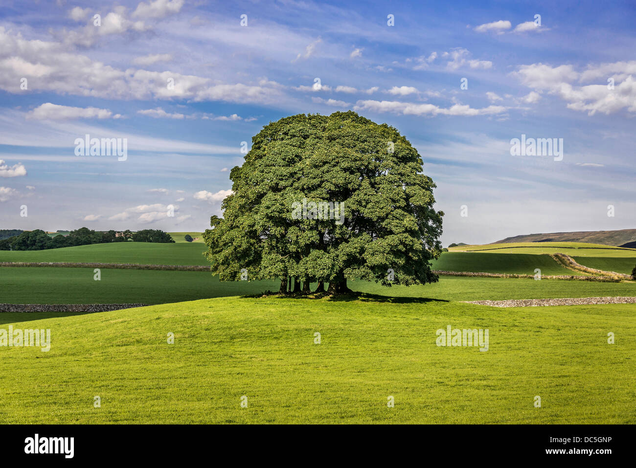 Sycamore trees hi-res stock photography and images - Alamy