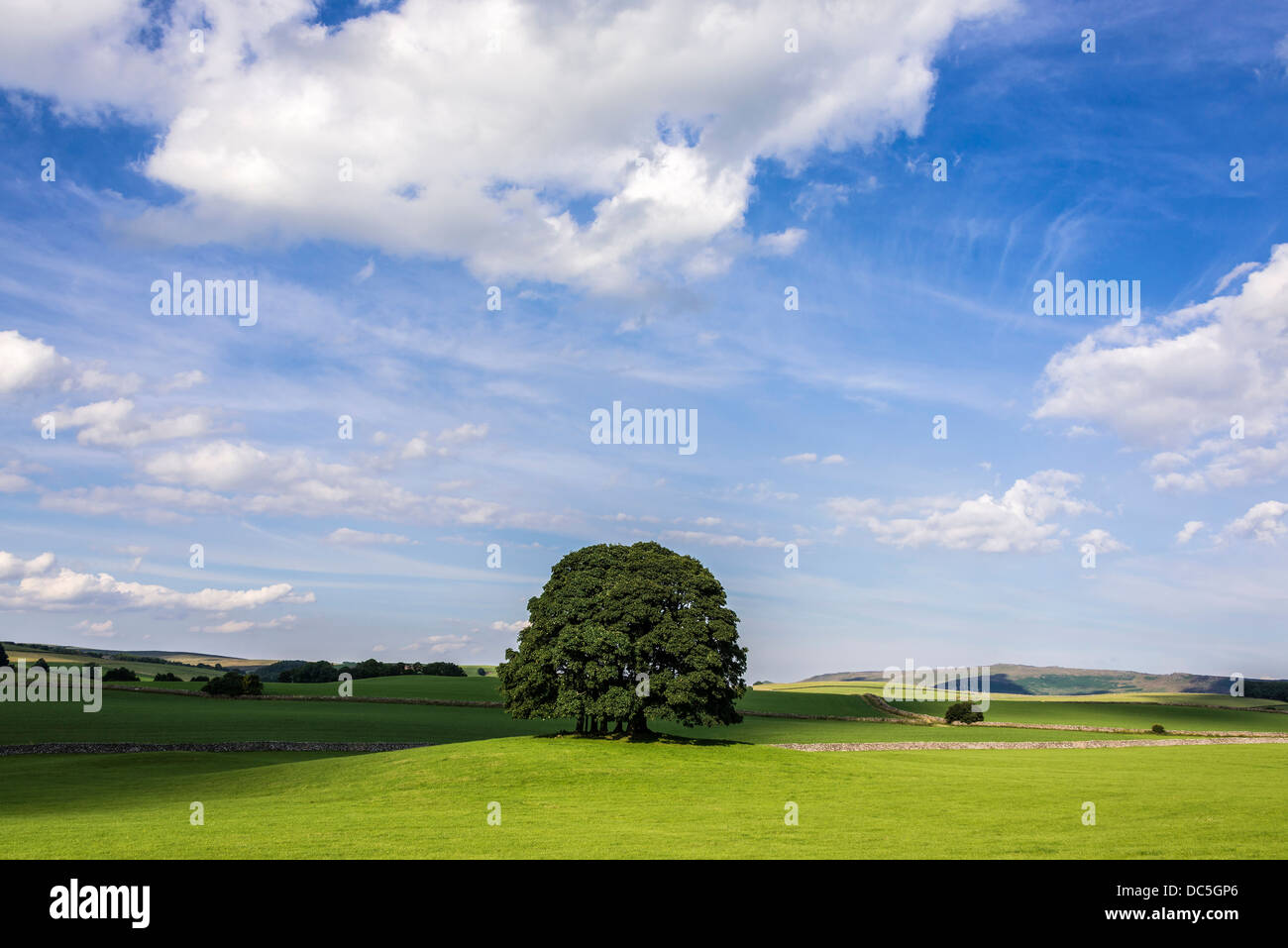 Sycamore trees hi-res stock photography and images - Alamy