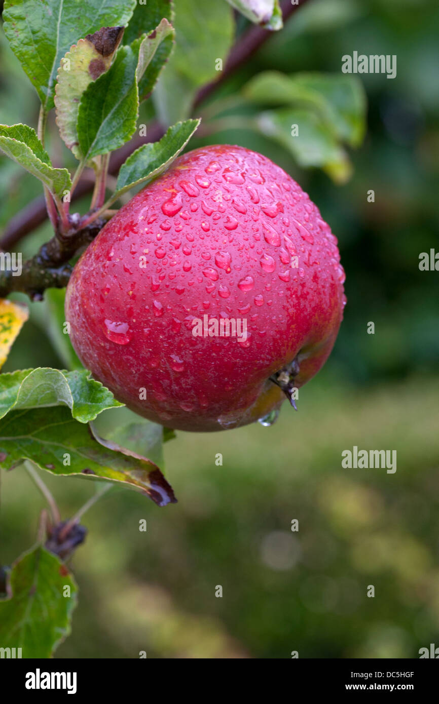 After rain apple hi-res stock photography and images - Alamy