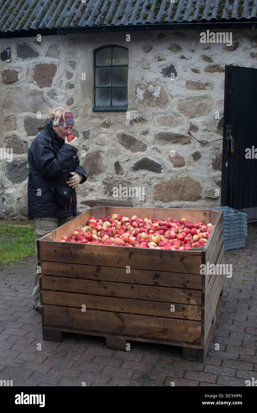 Cider apple display hi-res stock photography and images - Alamy