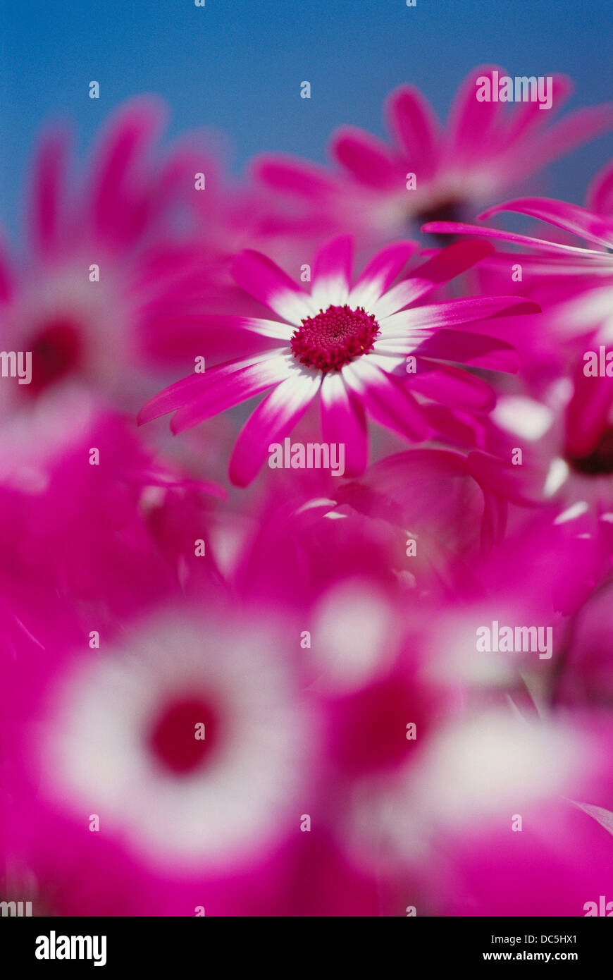Pericallis pericallis sp hi-res stock photography and images - Alamy