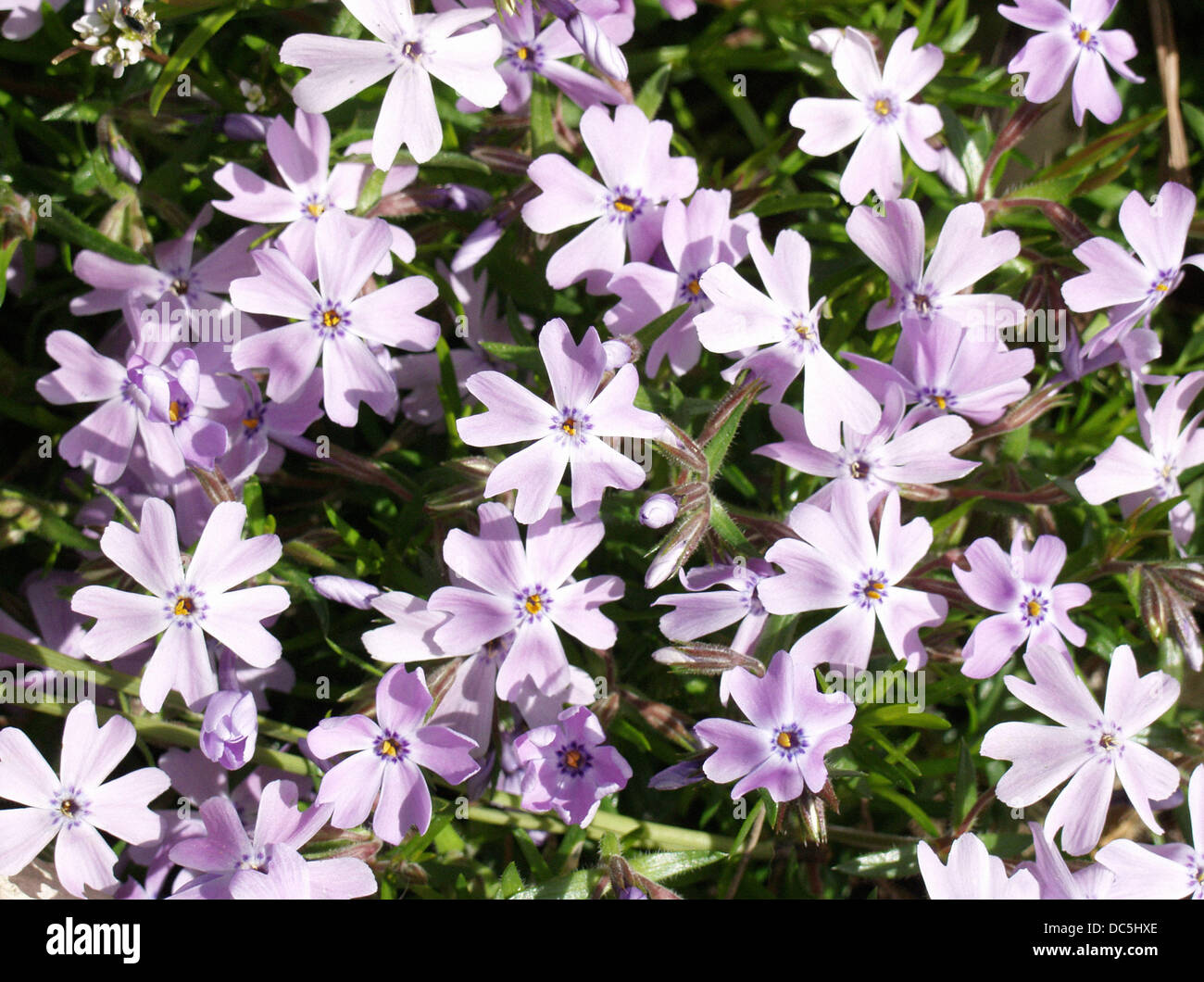 Phlox phlox sp hi-res stock photography and images - Alamy