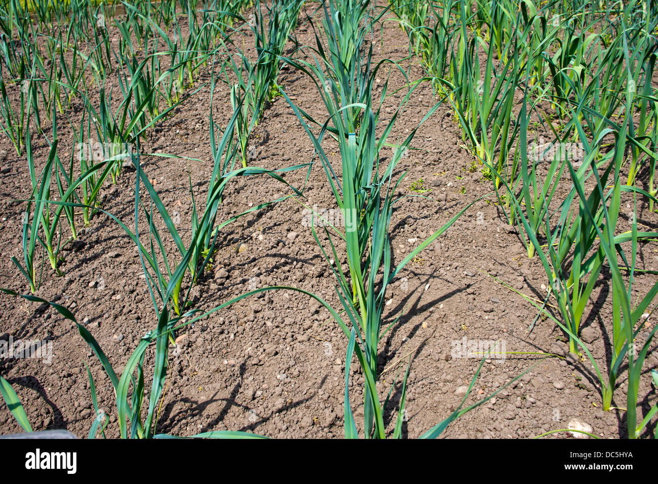 Rows of organic new leek in a vegetable garden Stock Photo - Alamy