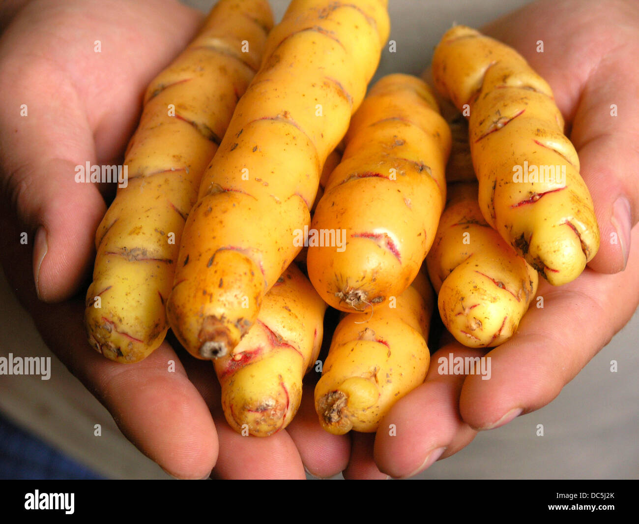 Oca oxalis tuberosa tropical tuber hi-res stock photography and images ...