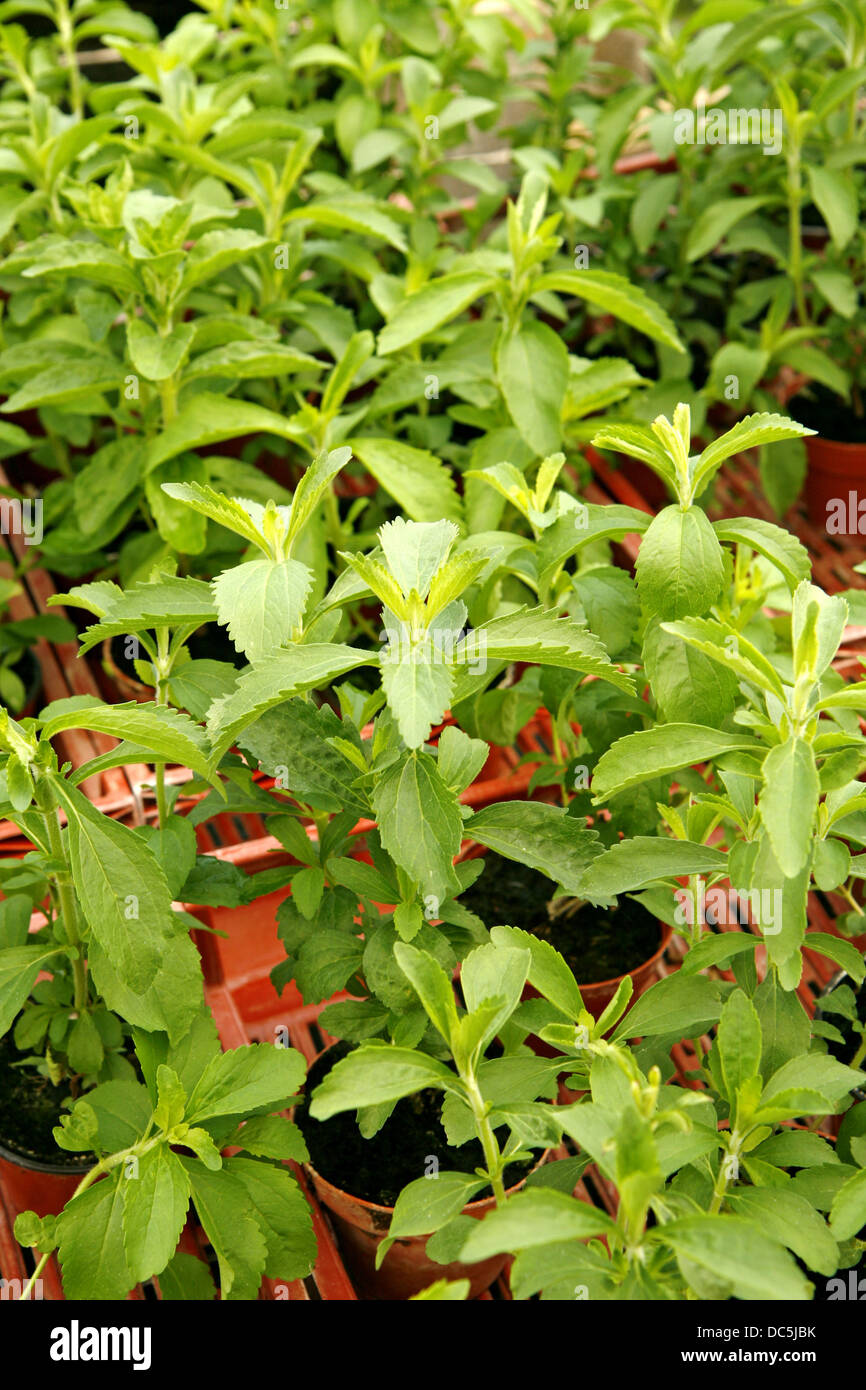 Stevia Rebaudiana Plant at Sue Alexander blog