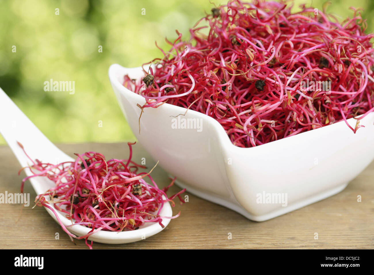 Growing beetroot seed hi-res stock photography and images - Alamy