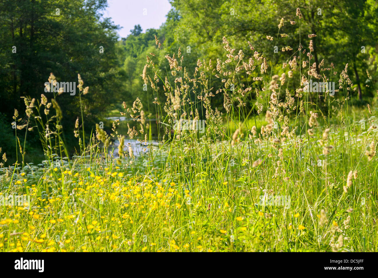 Colourful plants and flowers near Poniczanka river, Poland Stock Photo ...