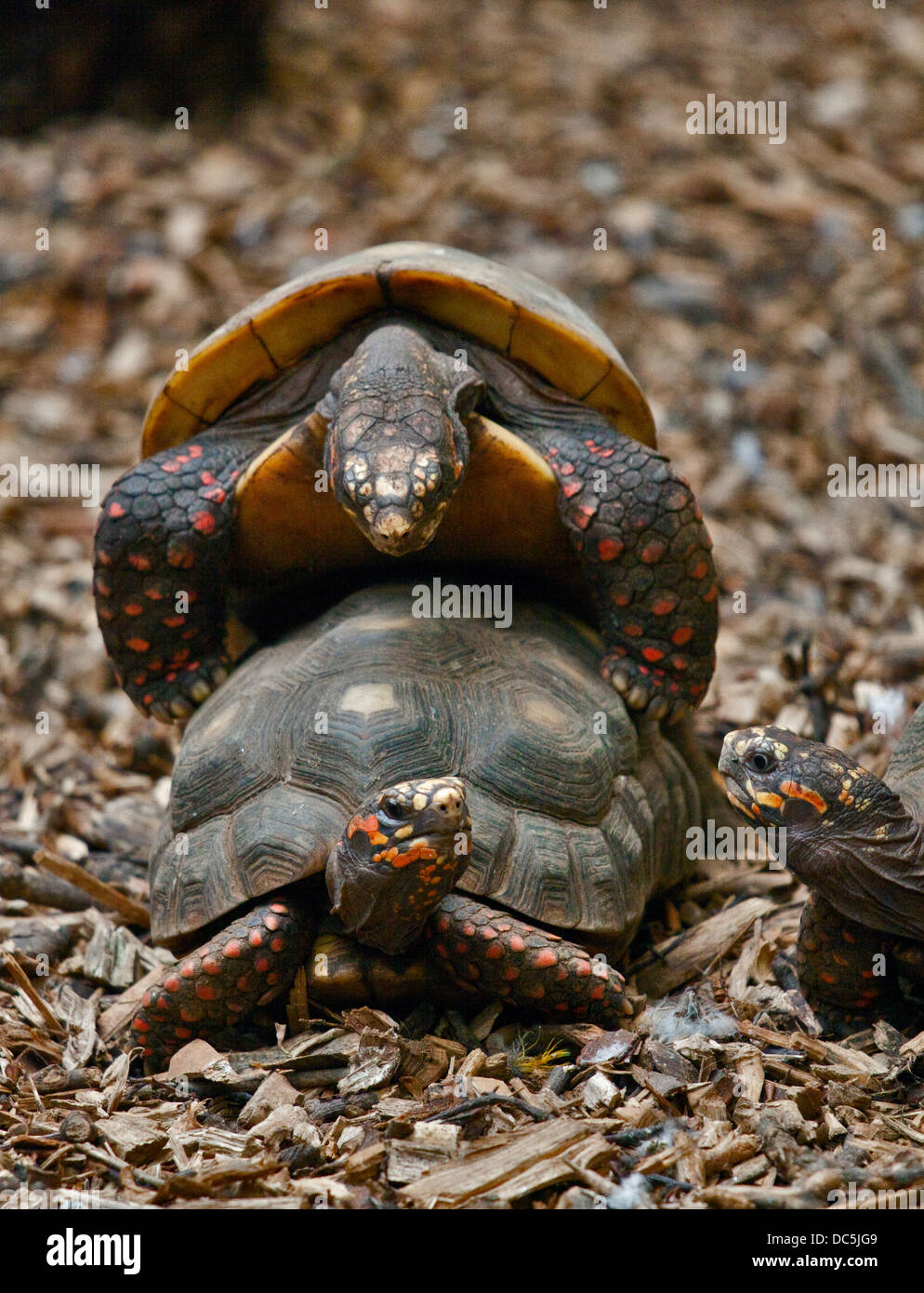 Mating tortoise hi-res stock photography and images - Alamy