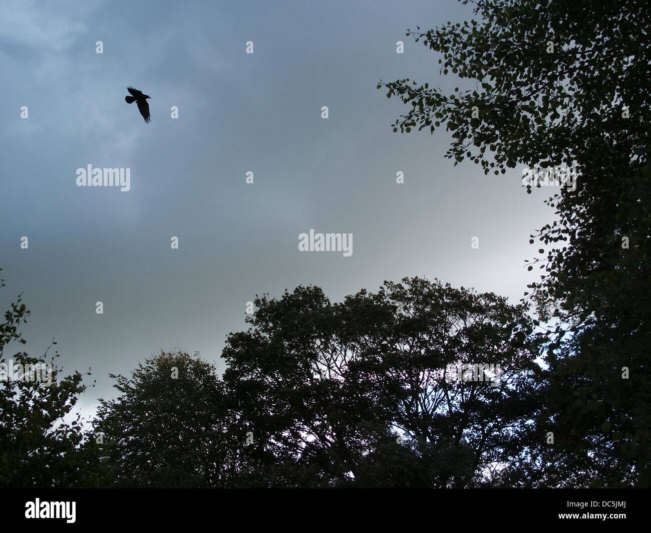 Crow flying over the trees Stock Photo - Alamy