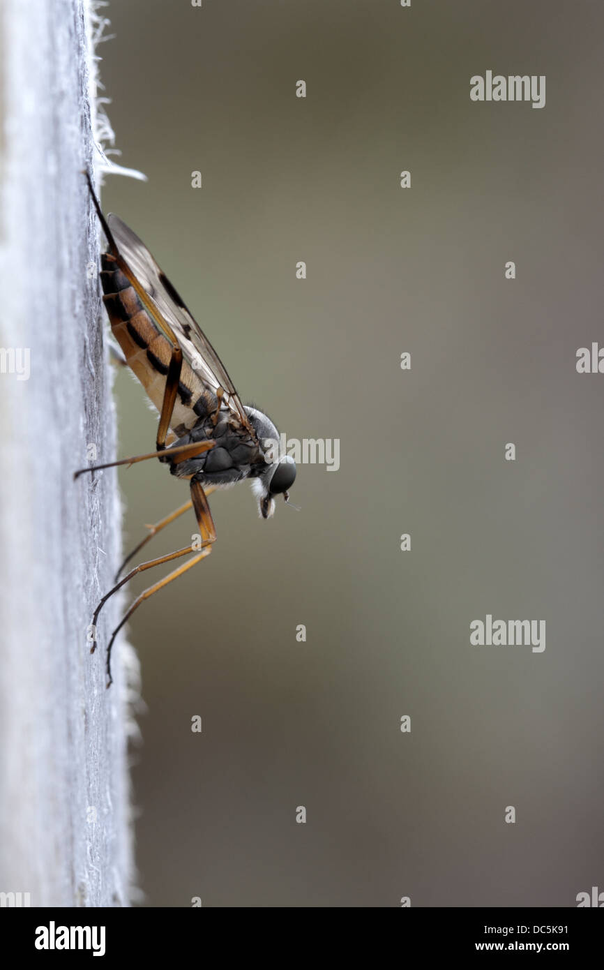 Common snipe fly hi-res stock photography and images - Alamy