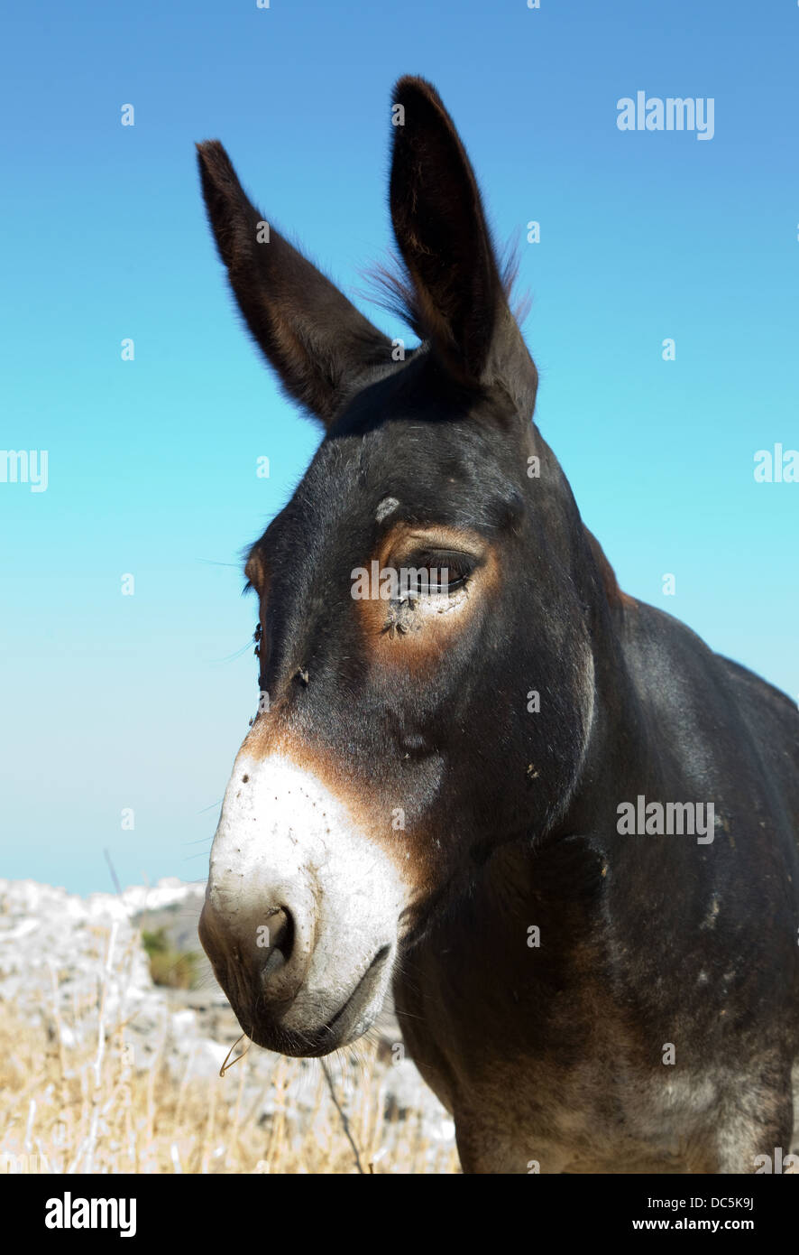 Mule in Greece Stock Photo - Alamy
