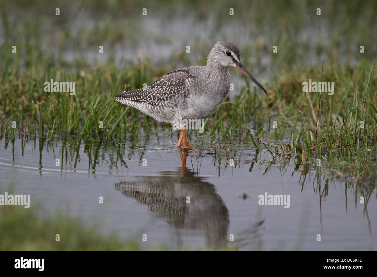 Spotted Redshank, Tringa erythropus, feeding on migration Stock Photo ...