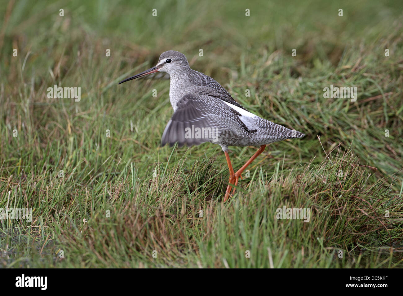 Spotted Redshank, Tringa erythropus, wing stretch Stock Photo - Alamy