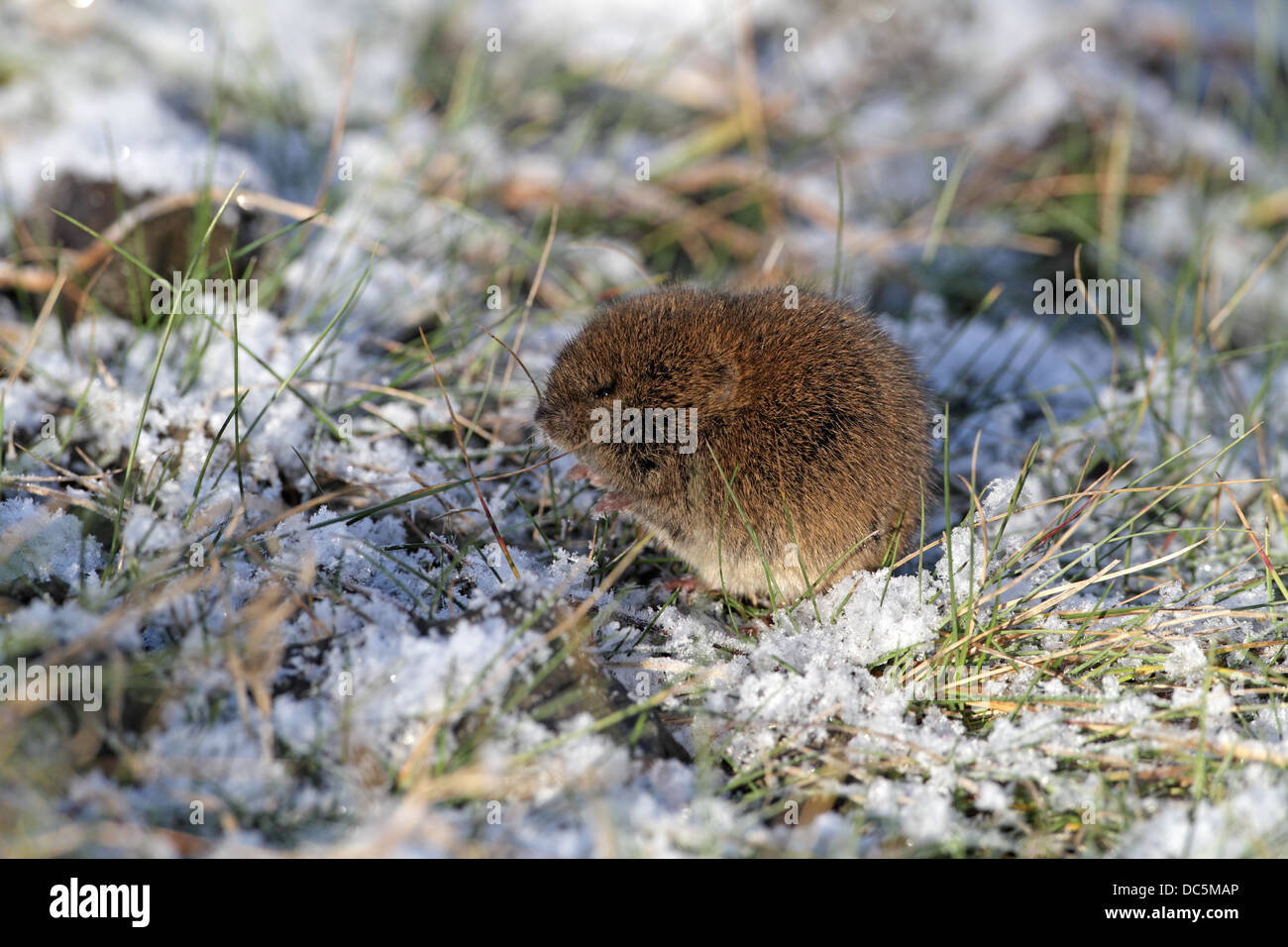 Short-tailed Field Vole, Microtus agrestis, feeding on grass in frosty ...